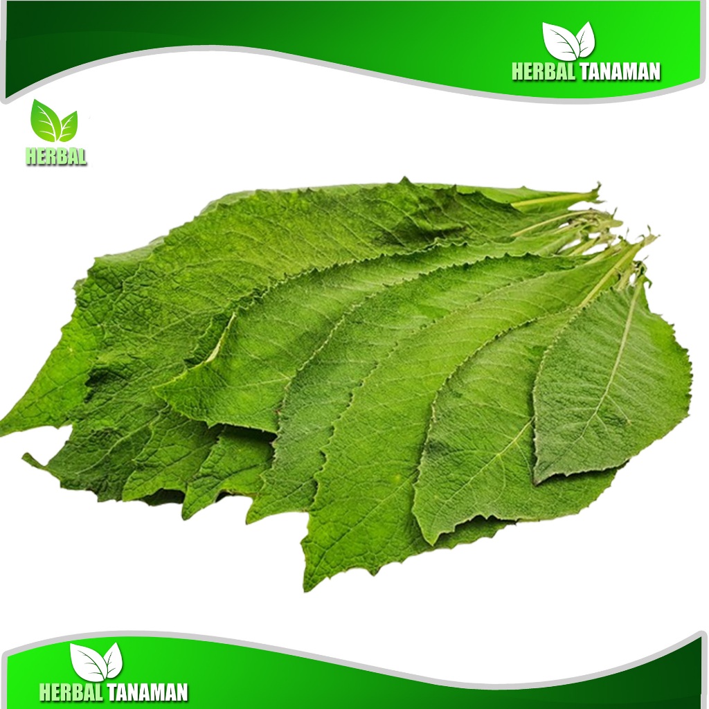 Jual daun sembung segar atau semung per 100 grm | Shopee Indonesia