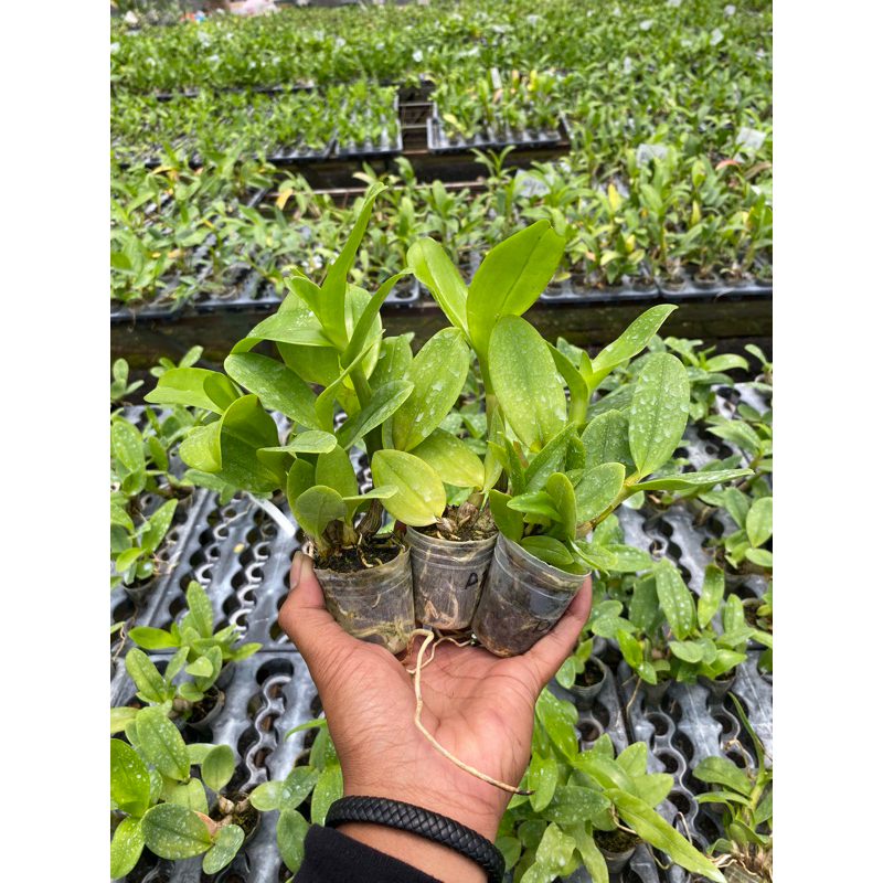 Jual Seedling dendrobium koleksi isi 4 plant | Shopee Indonesia