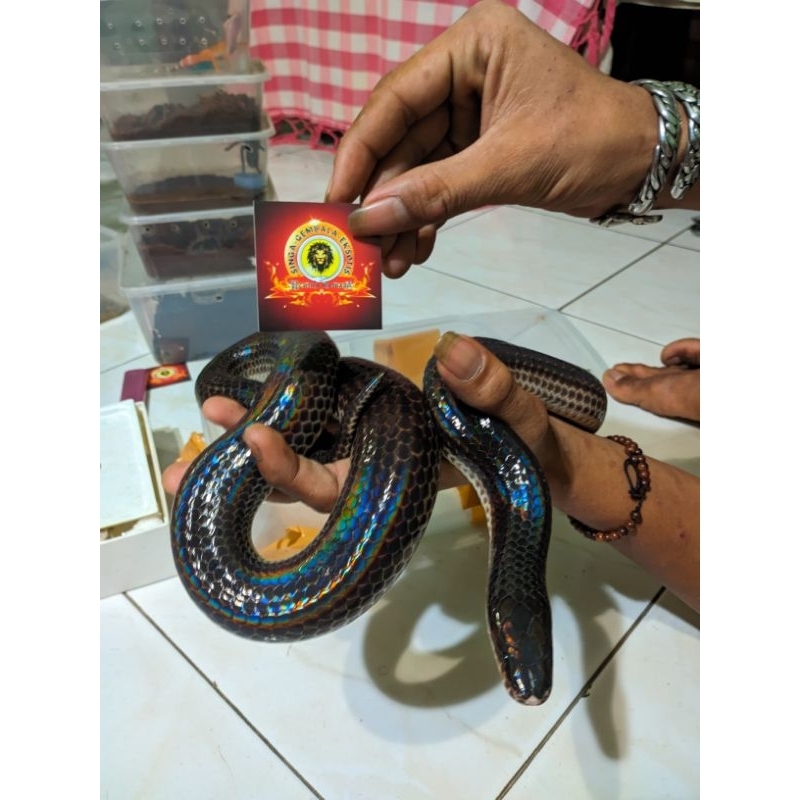 Jual replika ular pelangi (xenopeltis unicolor) | Shopee Indonesia