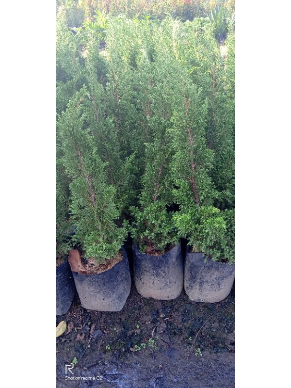 Jual bibit tanaman cemara hias papua - cemara pua pua tinggi 1 meter ...