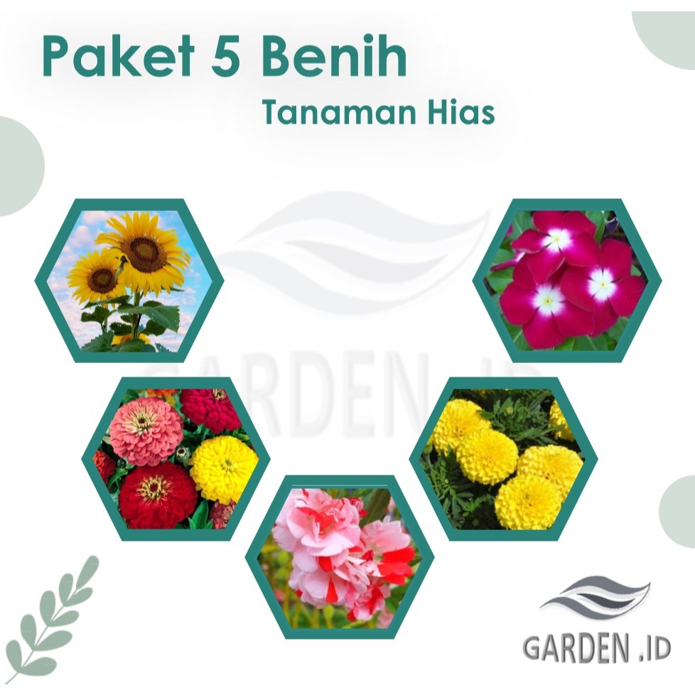 Jual JUAL BENIH BIJI BUNGA TANAMAN HIAS MUDAH TUMBUH (5 JENIS BIJI ...