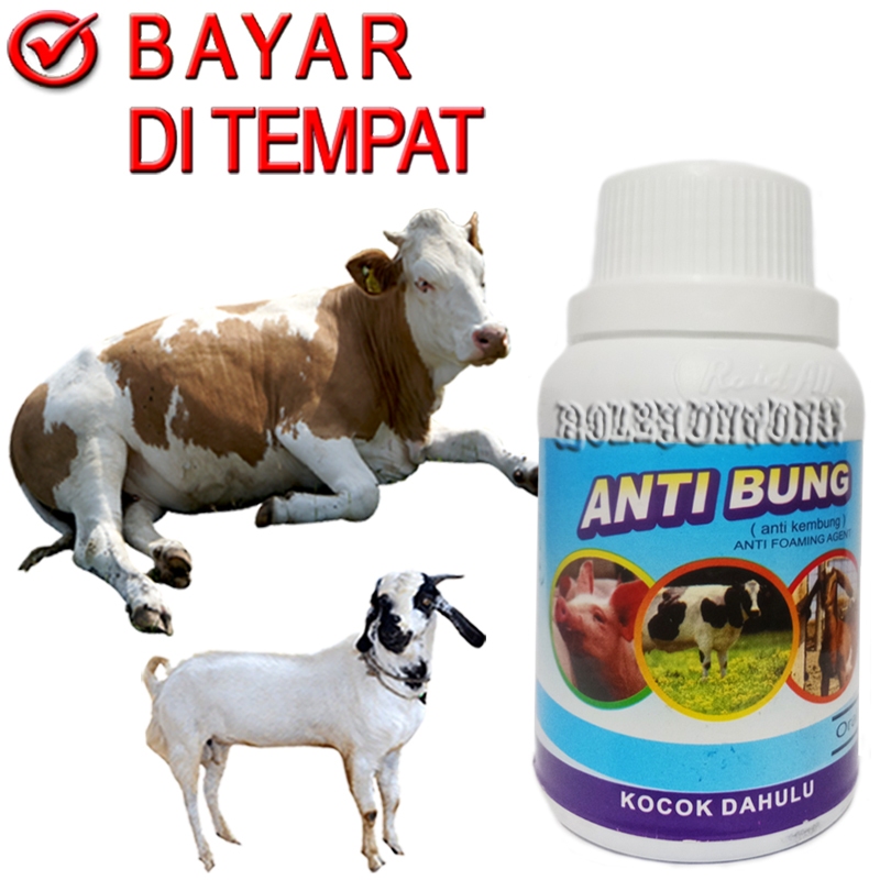 Jual ANTI BUNG Obat Sapi Kambing Kuda Kembung Diare Mencret Sakit ...