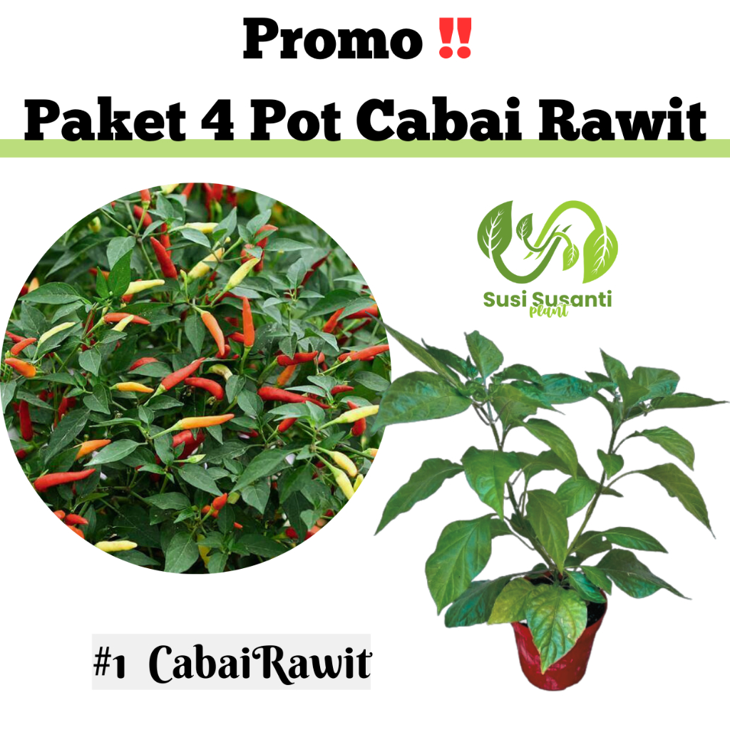 Jual PAKET 4 POT TANAMAN CABE RAWIT SETAN HIDUP POHON CABAI RAWIT BISA BERBUAH LEBAT DI POT ...
