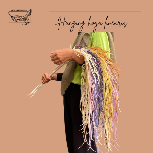 Jual (QC) Terlaris Hanging amaranthus hanging moss hanging Hoya ...