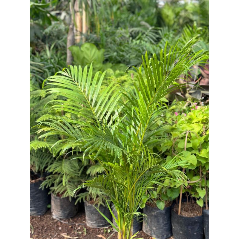 Jual Pohon palm kuning rumpun tanaman palm kuning tinggi 80,1Meter ...