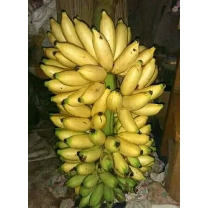 Jual 1Kg Pisang Uli / Pisang Muli / Cau Muli / Manis Segar berkualitas ...
