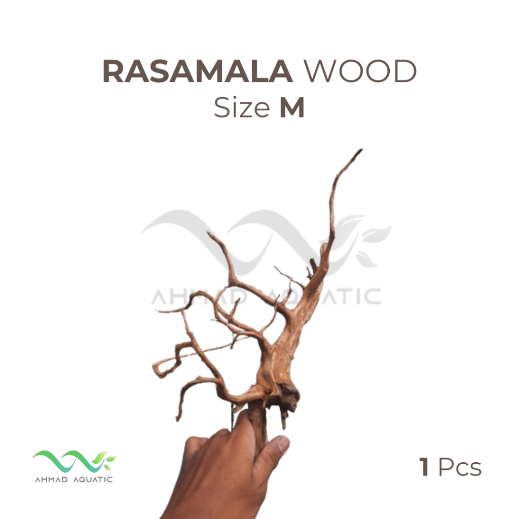 Jual Akar Kayu Rasamala Ukuran M | Shopee Indonesia