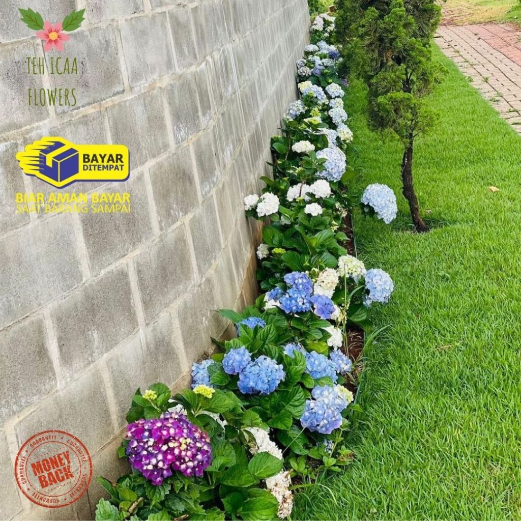 Jual Tanaman Hidup Bunga Besar Hortensia Bunga Borondong Hydragea Cod ...