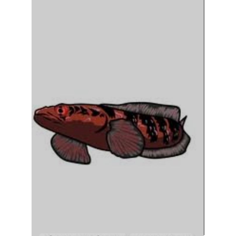 Jual stiker red bar simet singgel 11-12 | Shopee Indonesia