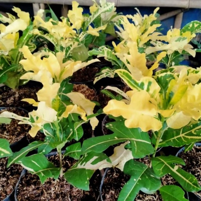 Jual tanaman hias puring kuning | Shopee Indonesia