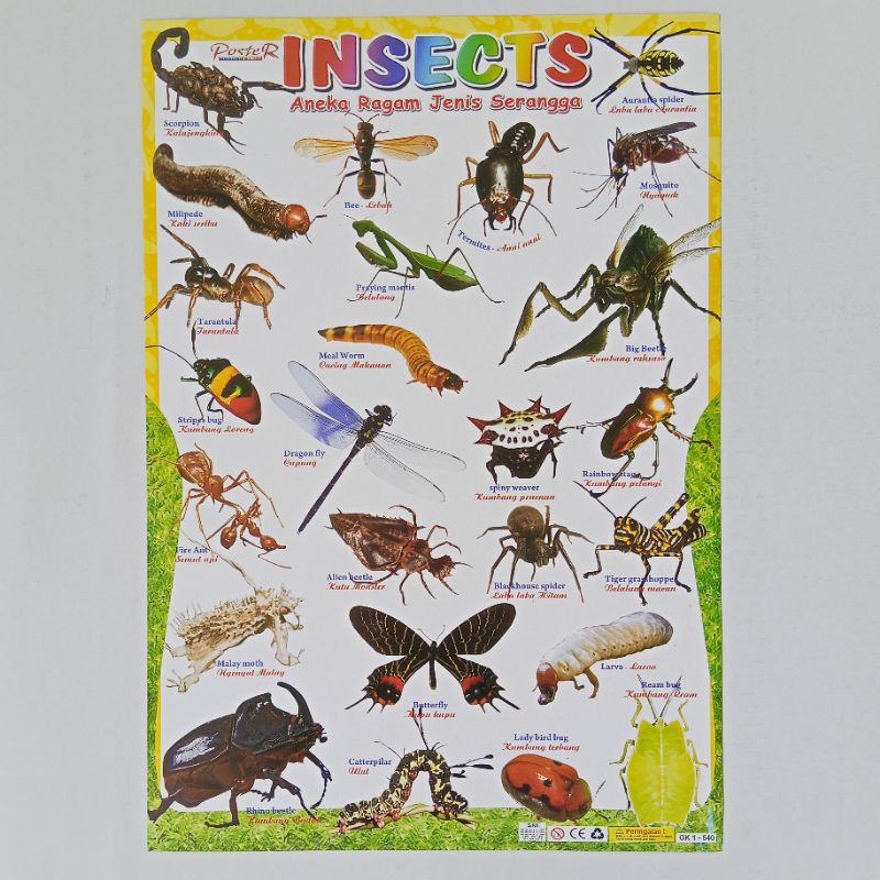 Jual Poster Anak Edukasi Hewan Insects / Hewan Serangga | Shopee Indonesia
