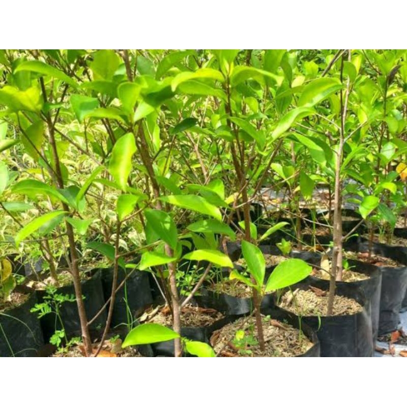 Jual Beringin Iprik - Bahan Bonsai - Beringin Preh | Shopee Indonesia