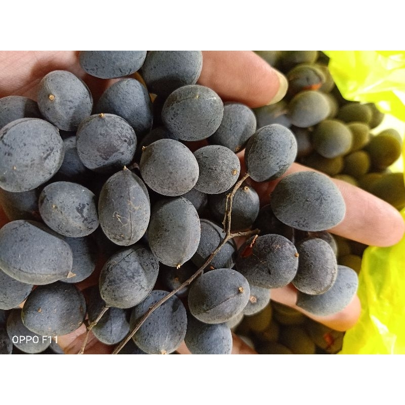 Jual Buah Asem Kranji 100g | Shopee Indonesia