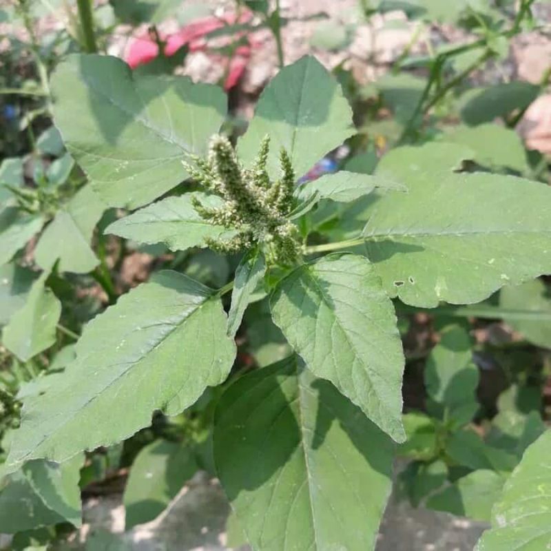 Jual Daun bayam liar/daun bayam hutan 500 gram segar petik langsung ...