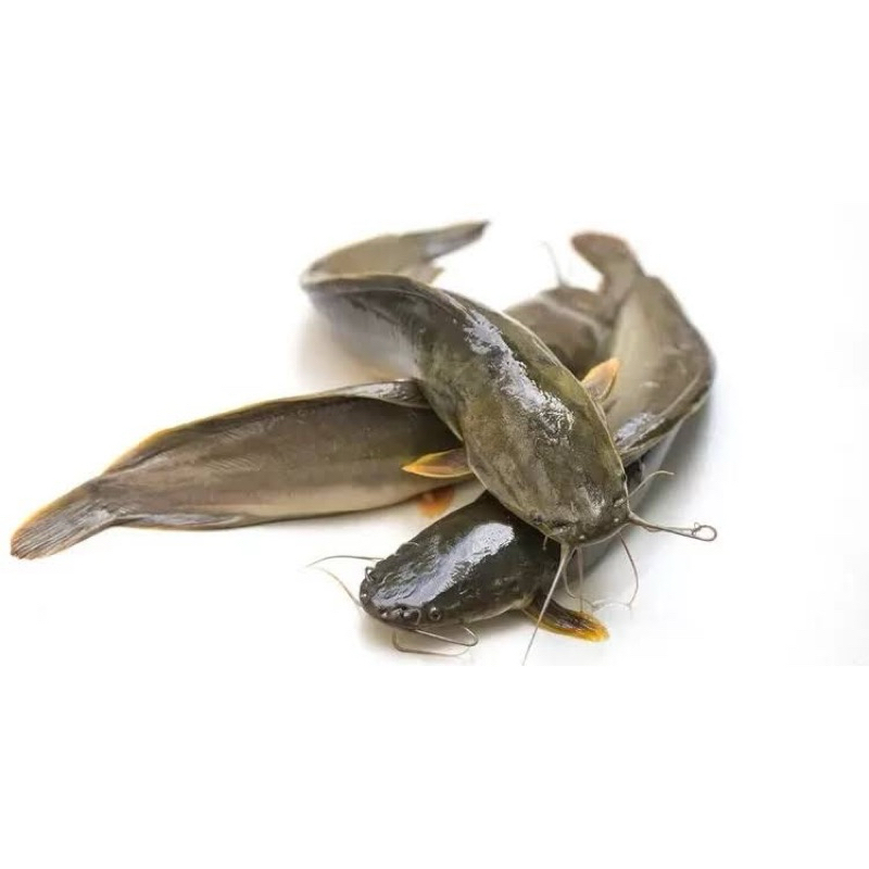 Jual [IKAN SEGAR] Lele Hidup 1 Kg | Shopee Indonesia