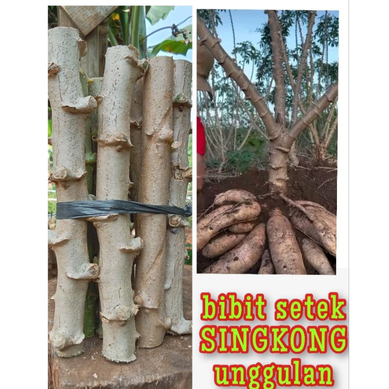 Jual BIBIT STEK BATANG BUAH SINGKONG THAILAND SUPER. /IKAT.10.BATANG ...