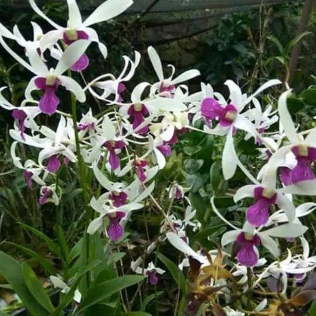 Jual Anggrek Dendrobium Mesangnil Bunga Harum | Shopee Indonesia