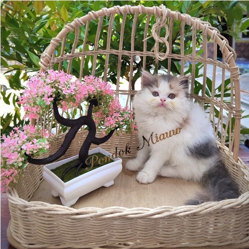 Jual Kucing Persia Anak Kucing Flatnose Blue Silver Simetris Peaknose ...