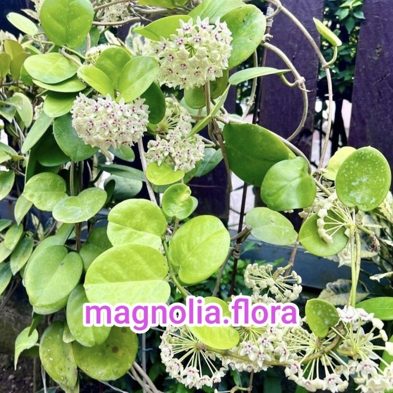 Jual [RIMBUN] Melati hoya rambat wangi / hoya australis putih / bibit ...