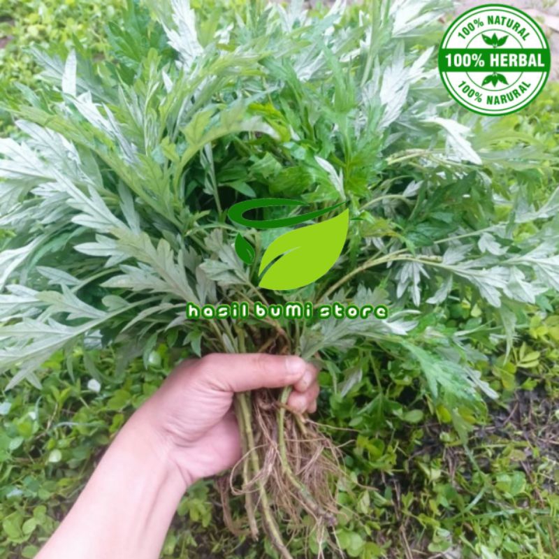 Jual Daun baru cina ngeh lokat mala asli segar 500gram | Shopee Indonesia