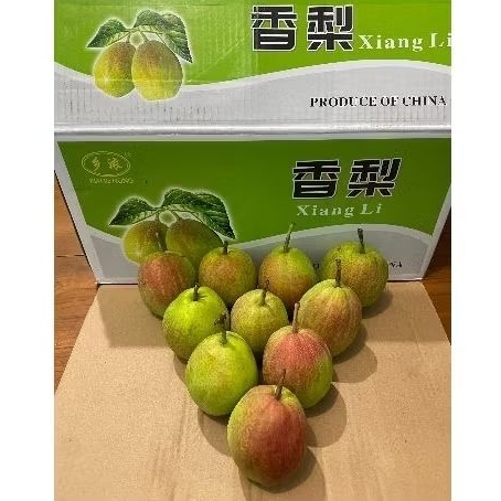 Jual Pear Xiang Lie Manis Crunchy fresh 1kg | Shopee Indonesia