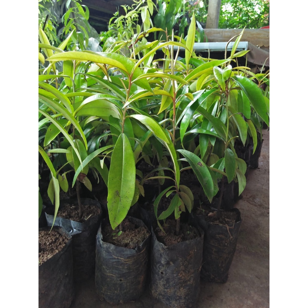 Jual Bibit Tanaman Kayu Eboni / Black Ebony - Kayu Endemik Sulawesi ...