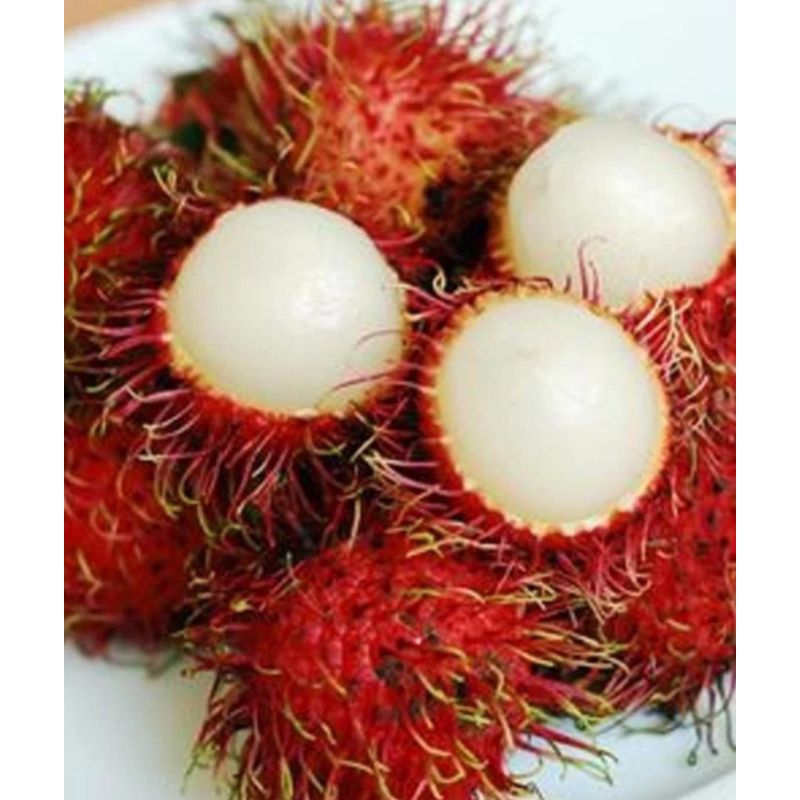 Jual Bibit Buah Rambutan Langka Unggulan Jumbo Zaenal Mahang Original ...