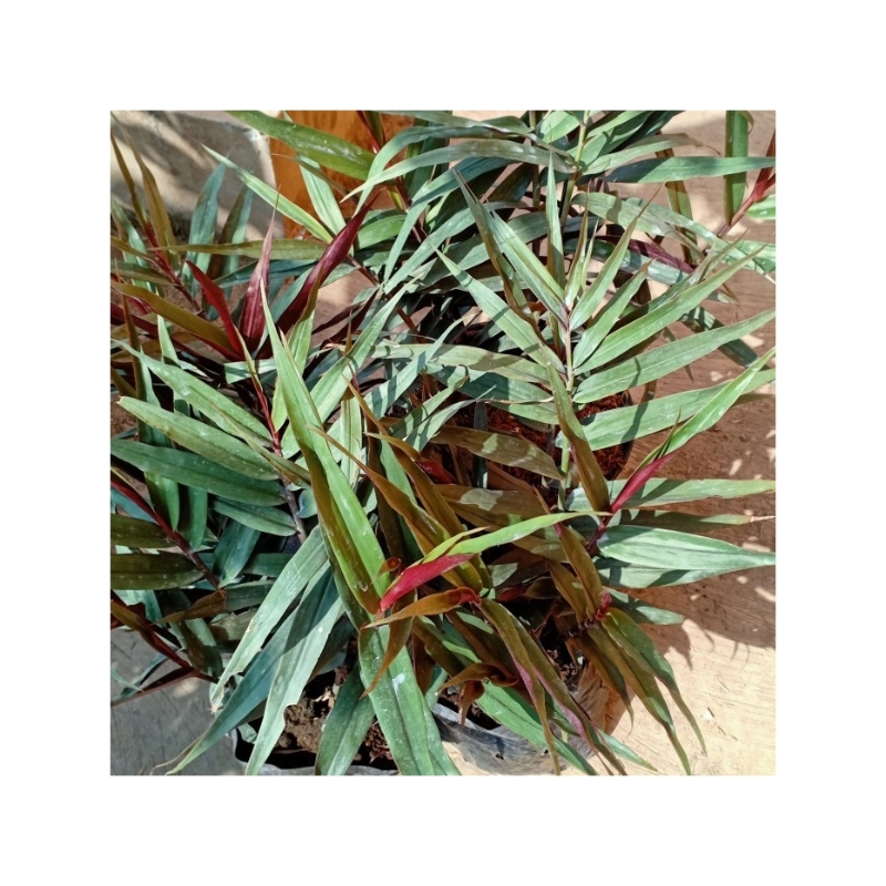 Jual BIBIT JAHE HITAM/WULUNG HERBAL SIAP TANAM( BELI 5 GRATIS 1 ...