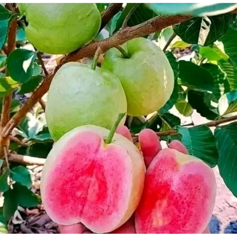 Jual Bibit JAMBU KRISTAL MERAH tanpa biji cangkok sudah berbunga dan ...