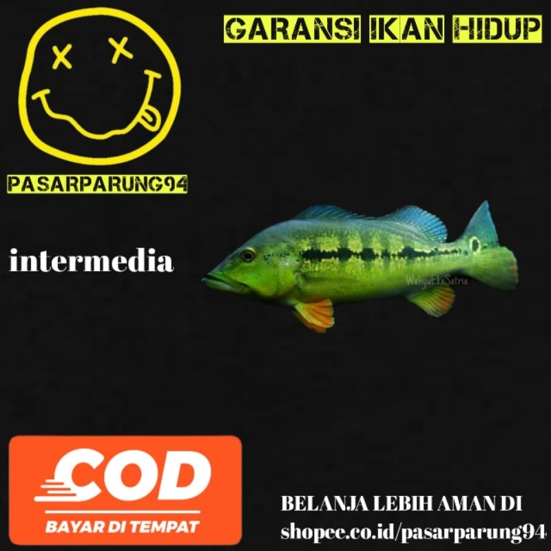 Jual kebutuhan aquarium PBASS MONO CULUS/intermedia/orinoco/kelbery ...