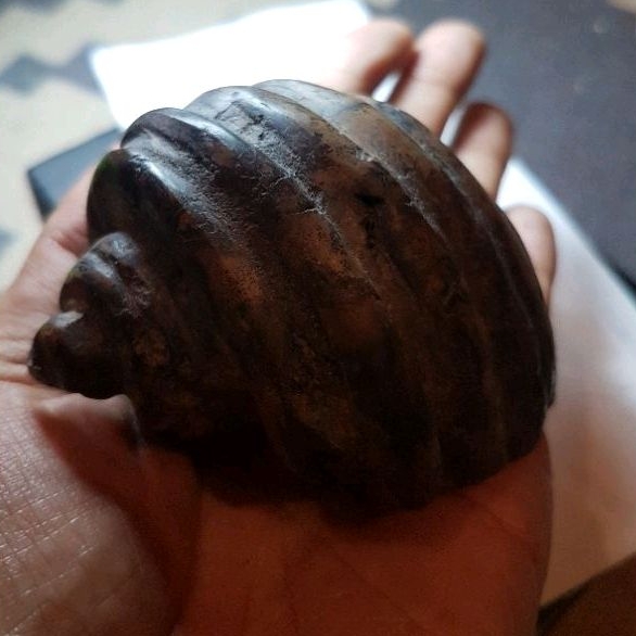 Jual Batu posil keong buntet warna cokelat jumbo | Shopee Indonesia