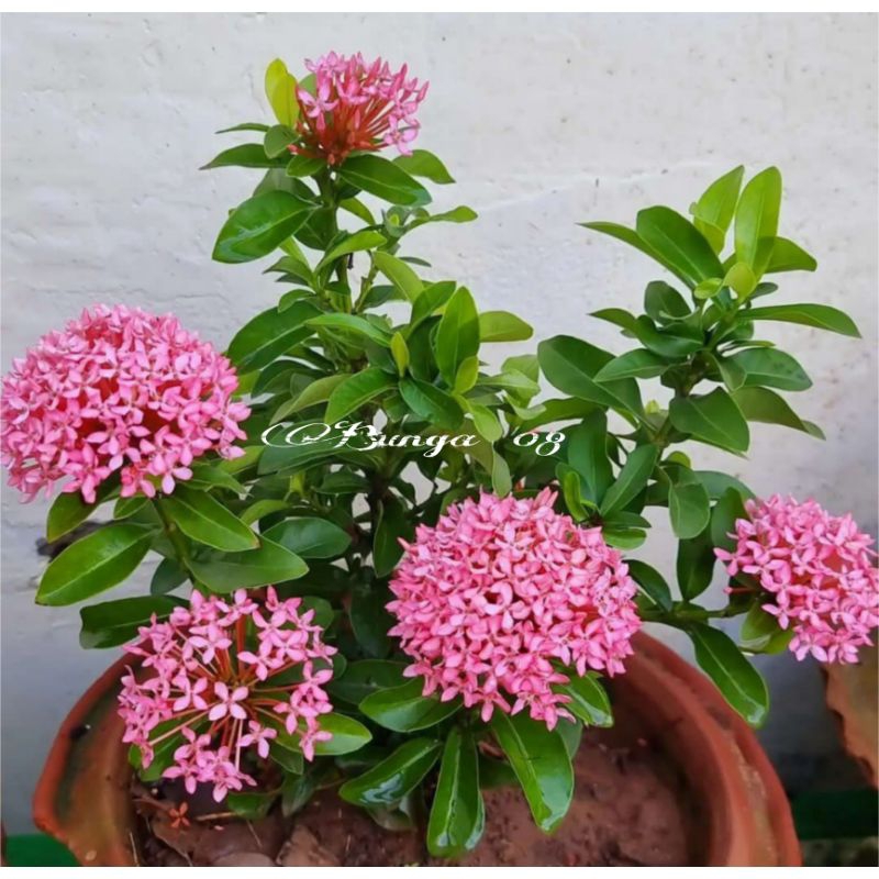 Jual Tanaman hias asoka jambon pink / tanaman soka pink / asoka bunga ...