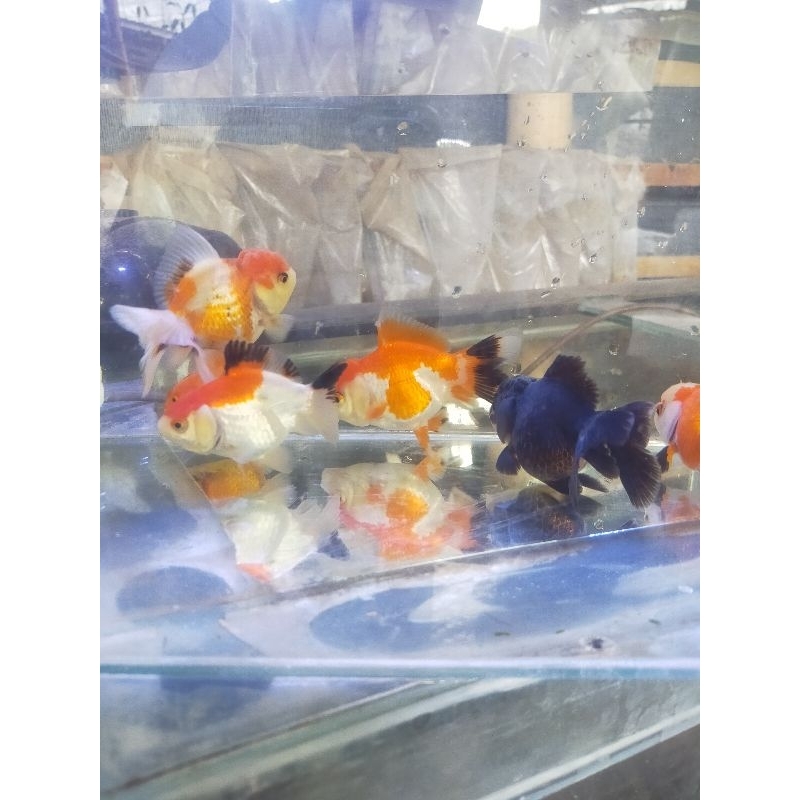 Jual ikan hias koki panda tricolour size 6-8cm sepaket isi 3ekor ...