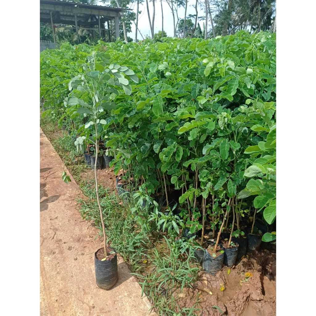 Jual Bibit Tanaman Kayu Trembesi - Kualitas Unggul - Siap Tanam ...