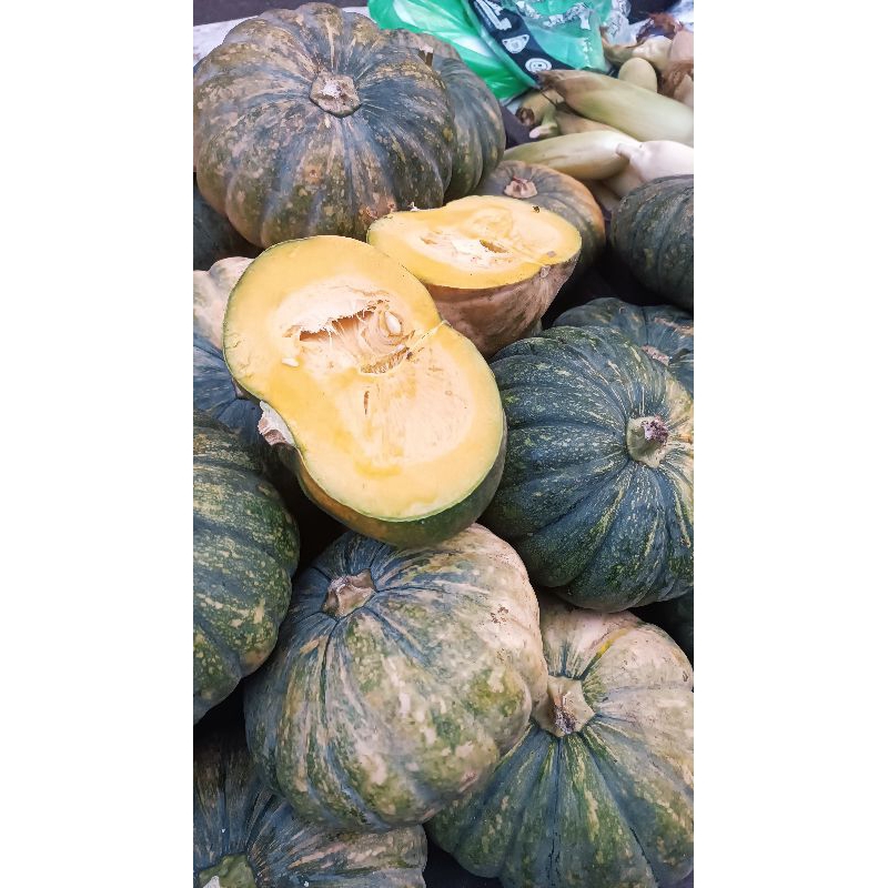 Jual Labu Kuning Peringgi Air Siam Pontianak | Shopee Indonesia