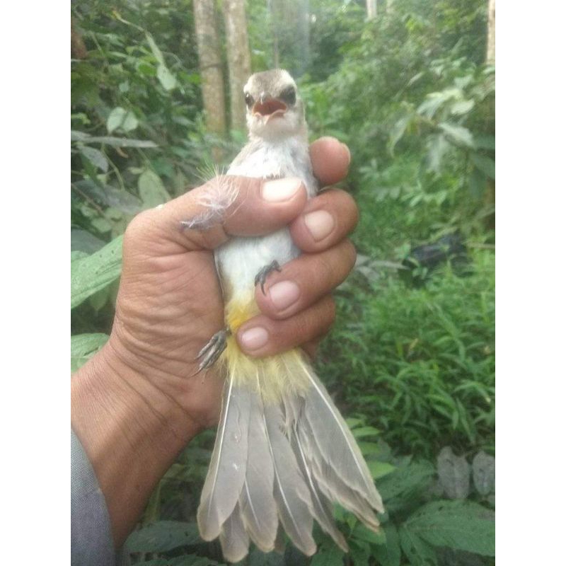 Jual JARING BURUNG TERUCUKAN JARING TRUCUKAN JARING TERUCUKAN JARING ...