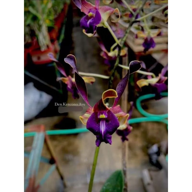 Jual Dendrobium Kencono Ayu | Shopee Indonesia