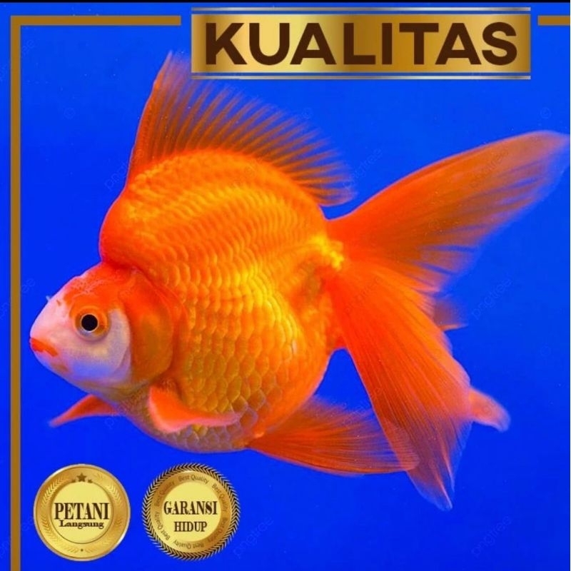 Jual Mas Koki Ryukin (L) Ikan Hias Aquascape Hiasan Aquarium Tanaman ...