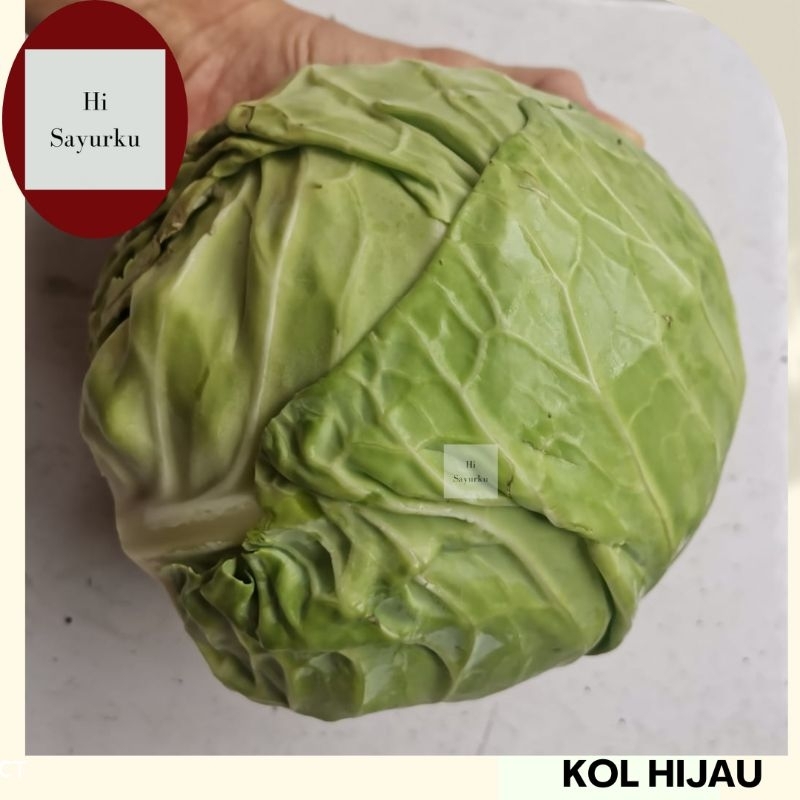 Jual KOL HIJAU SEGAR / BEIJING CABBAGE 1 KG | Shopee Indonesia