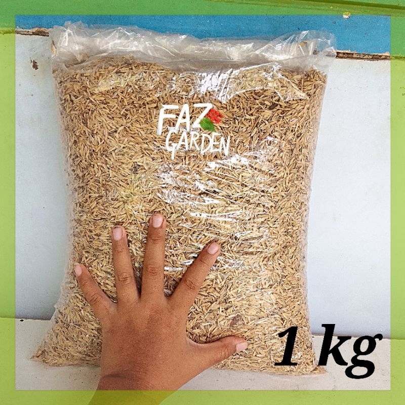 Jual ASLI 1 kg ---> sekam padi sekam mentah | Shopee Indonesia
