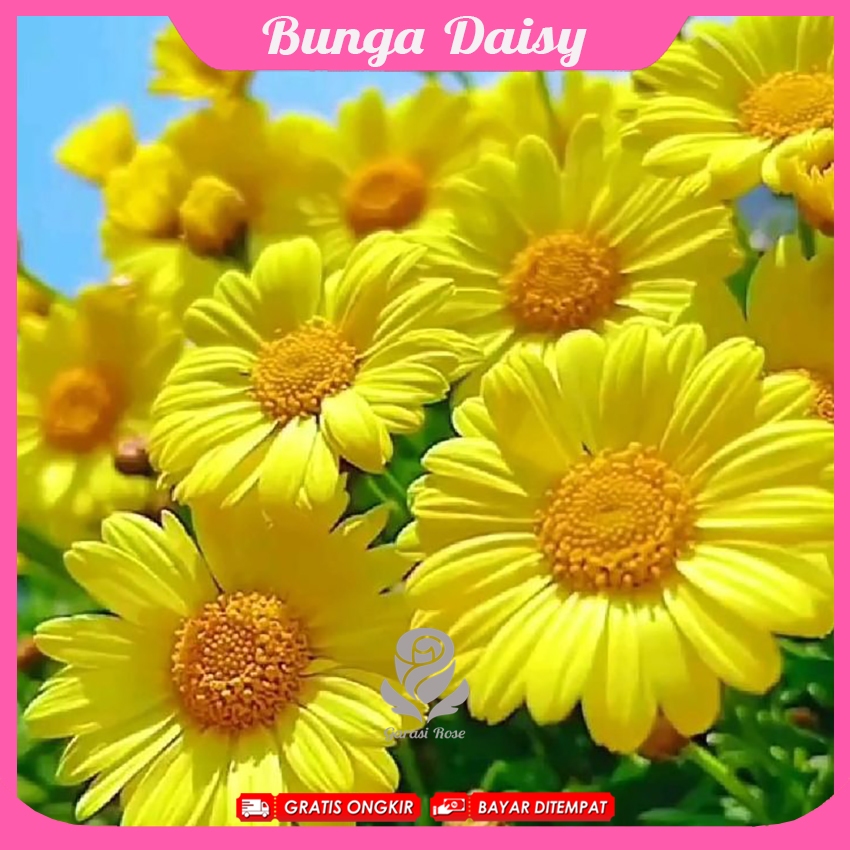Jual Tanaman Hias Bunga Daisy Paket 1 Kg Warna Mix | Shopee Indonesia
