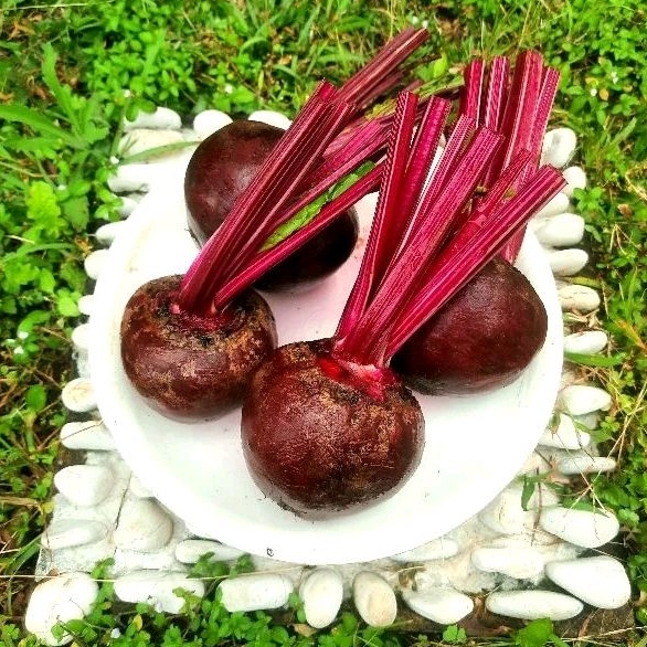 Jual Buah bit segar 1 kg bitroot | beetroot berkualitas | Shopee Indonesia