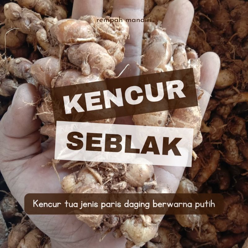 Jual Kencur Paris Kencur Seblak Full Tua 1 Kg | Shopee Indonesia