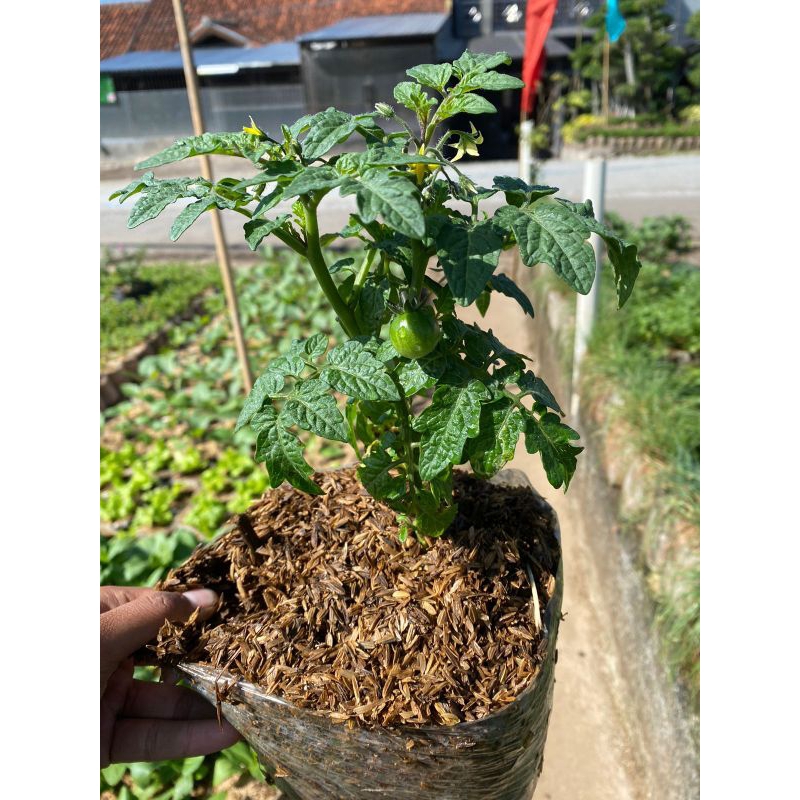 Jual Tanaman tomat mini/mikro/tomat Cherry red rubbin | Shopee Indonesia