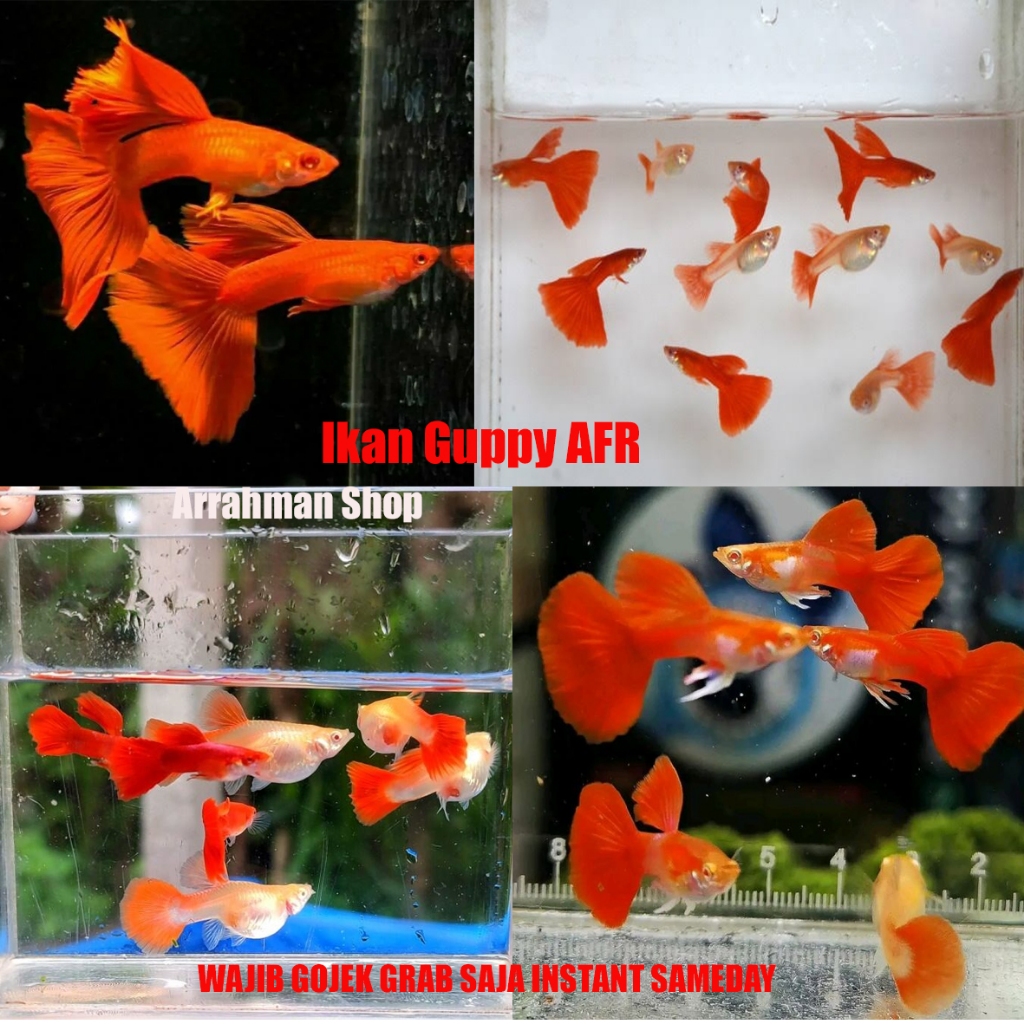 Jual Ikan Hias Aquascape Aquarium - ikan hias air tawar - Ikann Guppy albino full red - Guppy ...