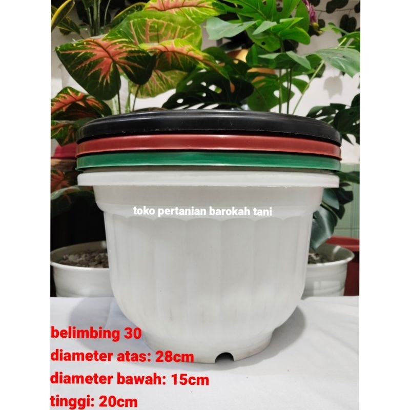 Jual (1pcs) POT BELIMBING 30 pot jumbo model belimbing tebal murah ...