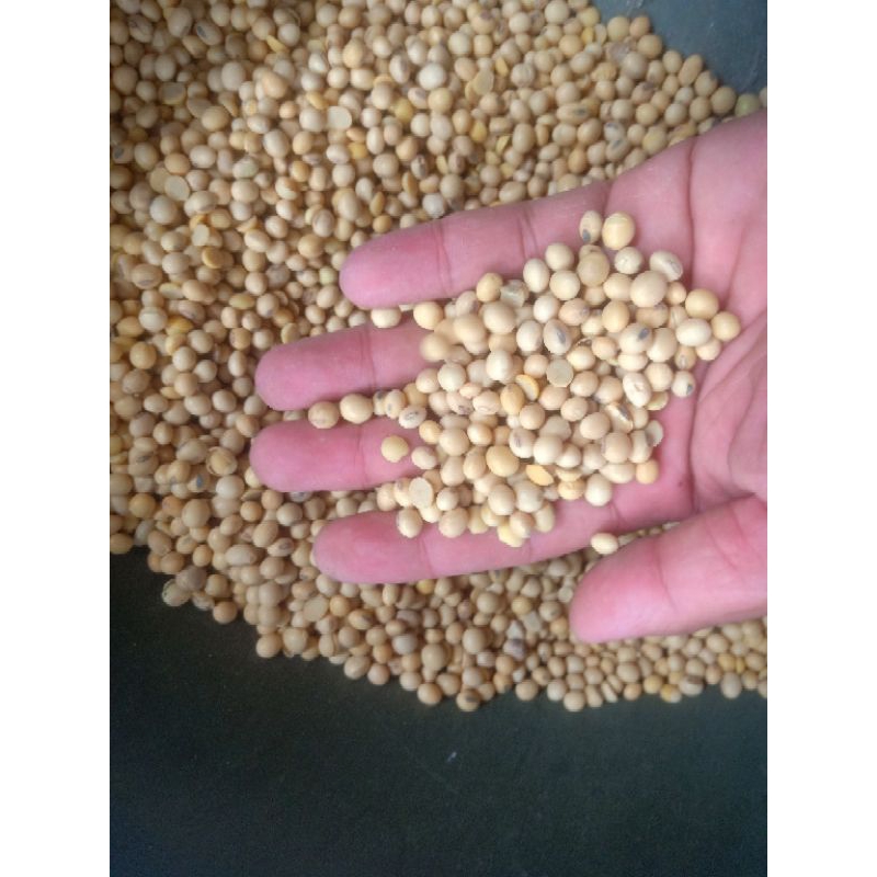 Jual Kacang kedelai super import no 1 (grad A) soybean Amerika,1Kg ...
