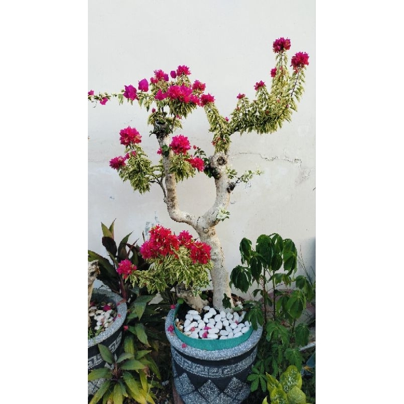 Jual bugenvil Bougenville bunga bugenvil bonggol jumbo BONSAI | Shopee ...