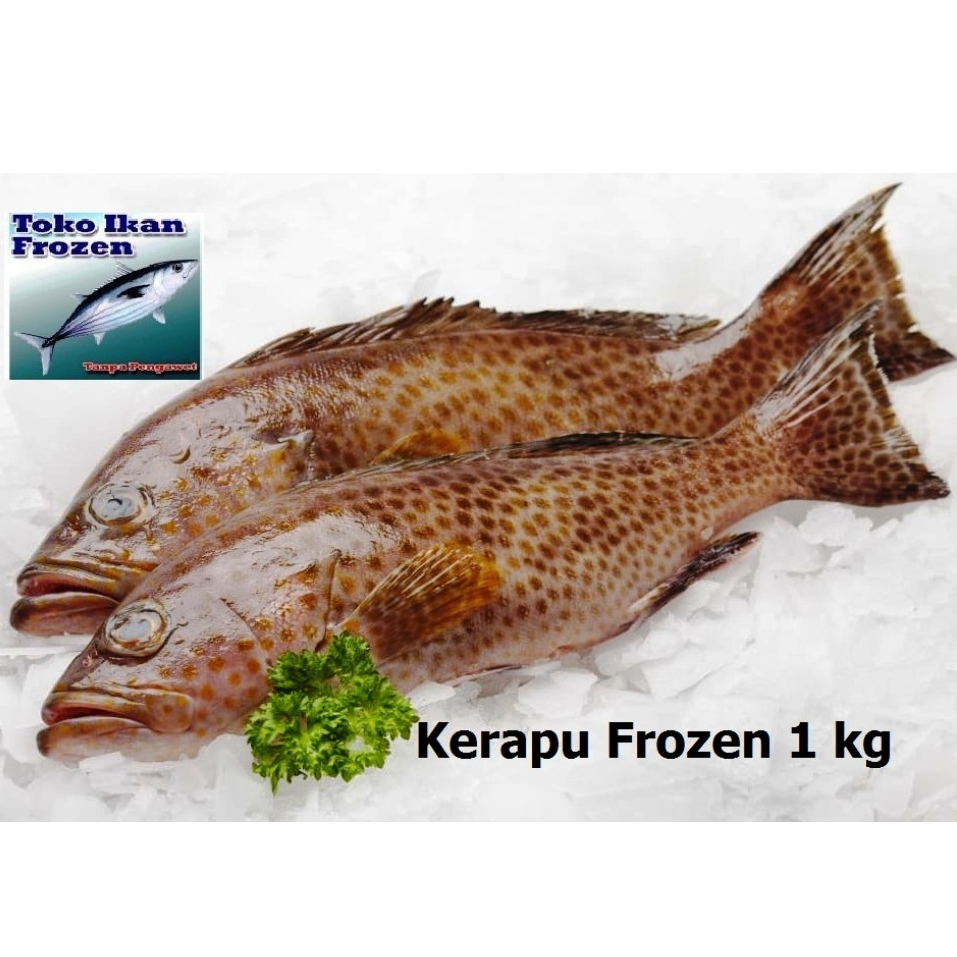 Jual TOKO IKAN FROZEN Ikan Kerapu Frozen Fresh 1 kg | Shopee Indonesia