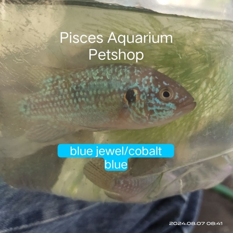 Jual IKAN HIAS BLUE JEWEL /GOBEL COBALT BLUE JEWEL CICHLID | Shopee ...